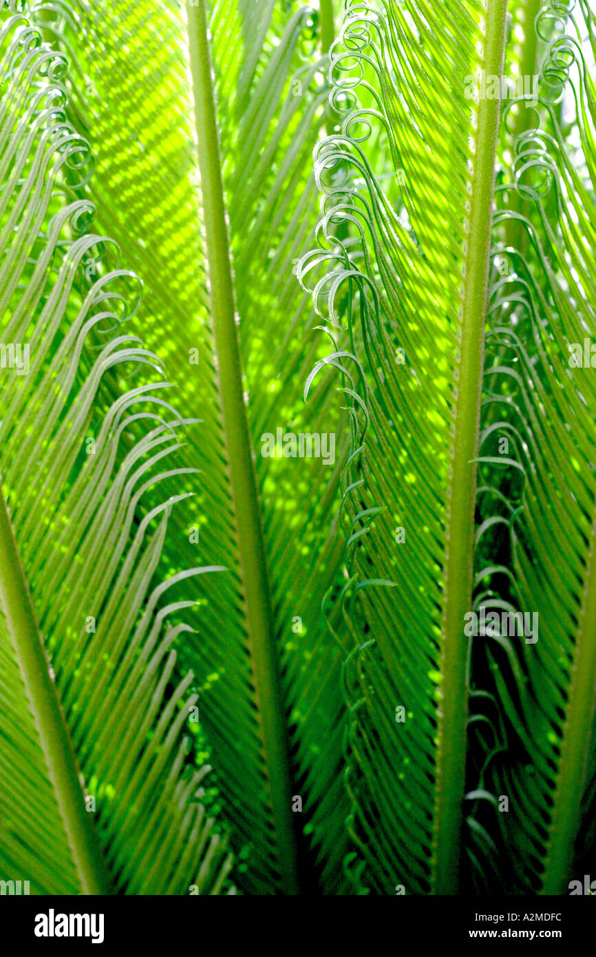 CYCAD CYCAS REVOLUTA Sago Palm Fern tropical Stock Photo - Alamy