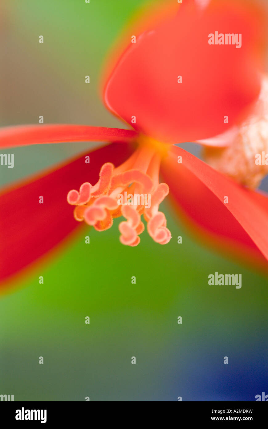 Flame begonia hi-res stock photography and images - Alamy