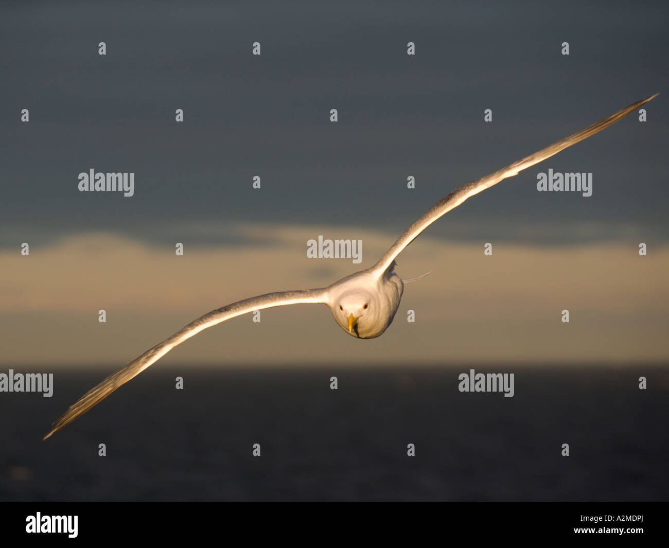 A glaucous-winged gull approaches by air Stock Photo - Alamy