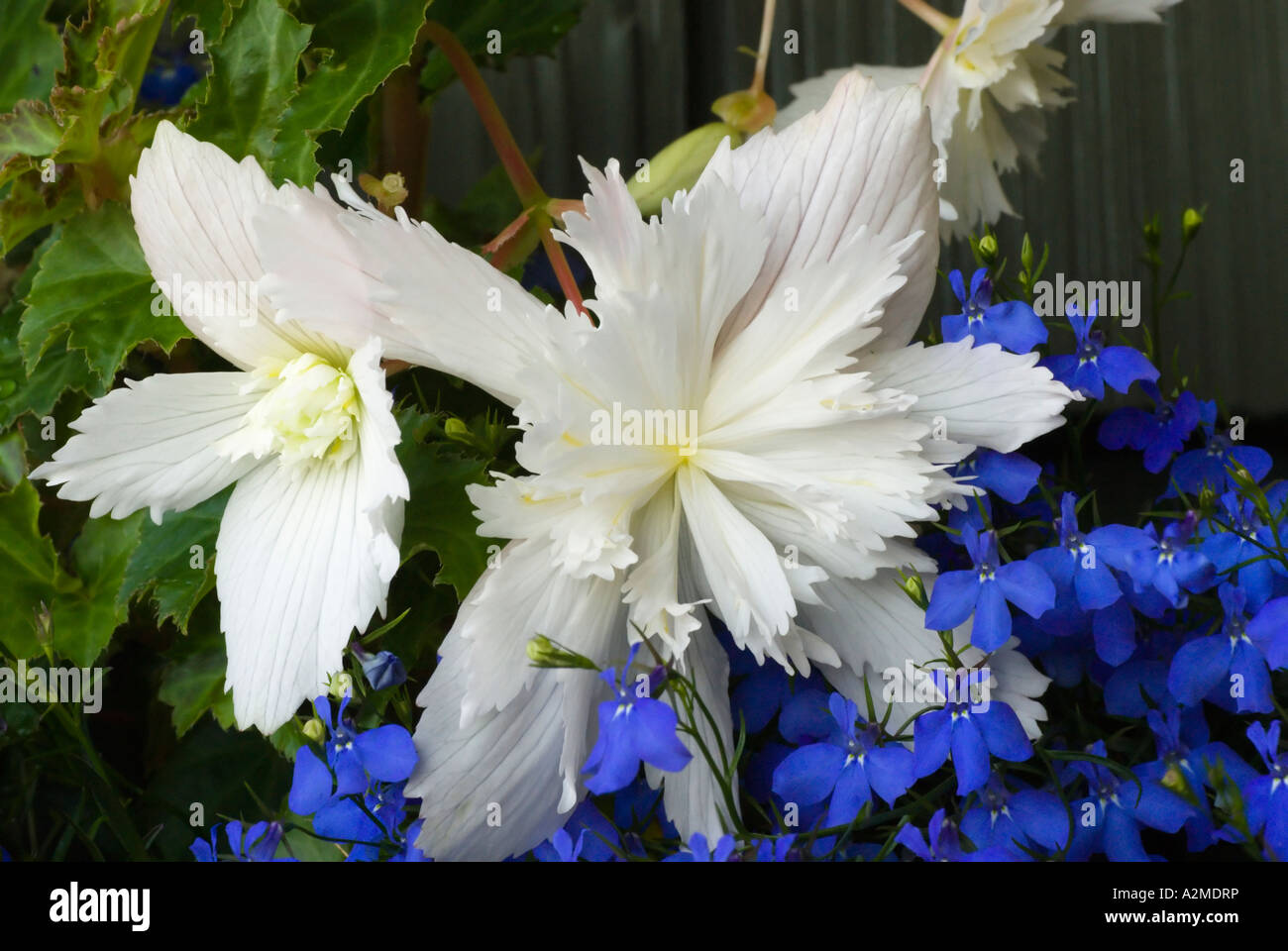 A white trailing begonia with blue lobelia Stock Photo - Alamy