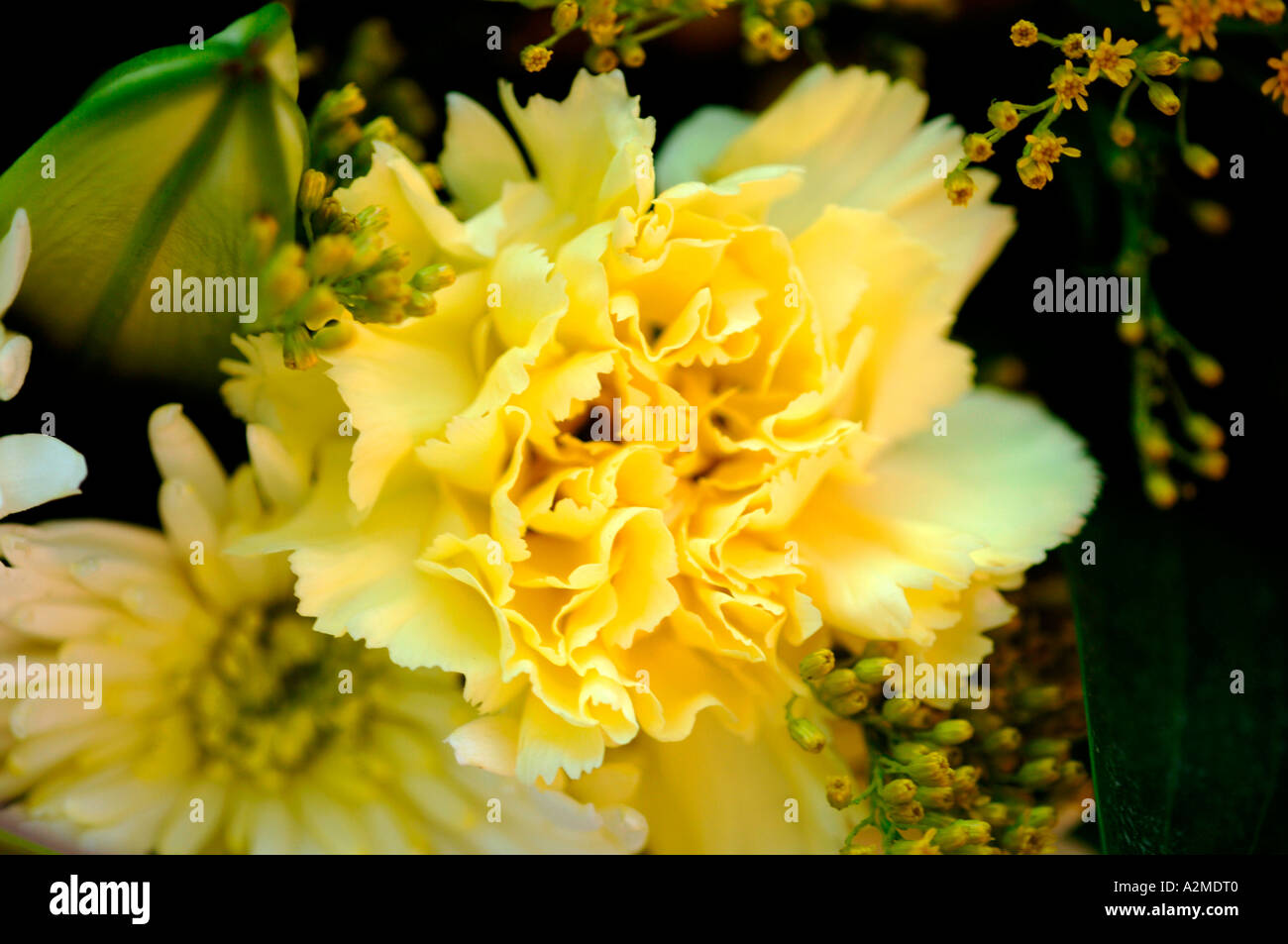 Carnation species hi-res stock photography and images - Alamy