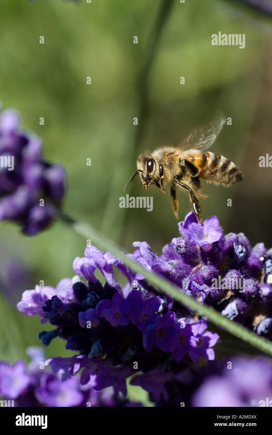 A honeybee, caught in mid-flight Stock Photo - Alamy