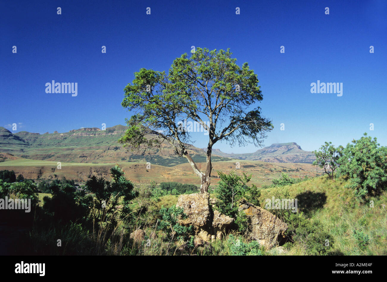 Kwa zulu natal tree hi-res stock photography and images - Alamy