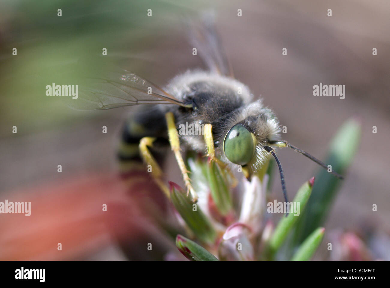A sand wasp (Bembix) gets up close and personal Stock Photo - Alamy