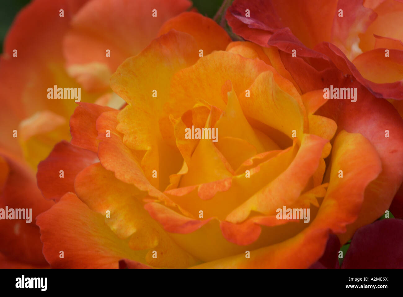 Flame-coloured hybrid tea rose, Victoria, British Columbia Stock Photo ...