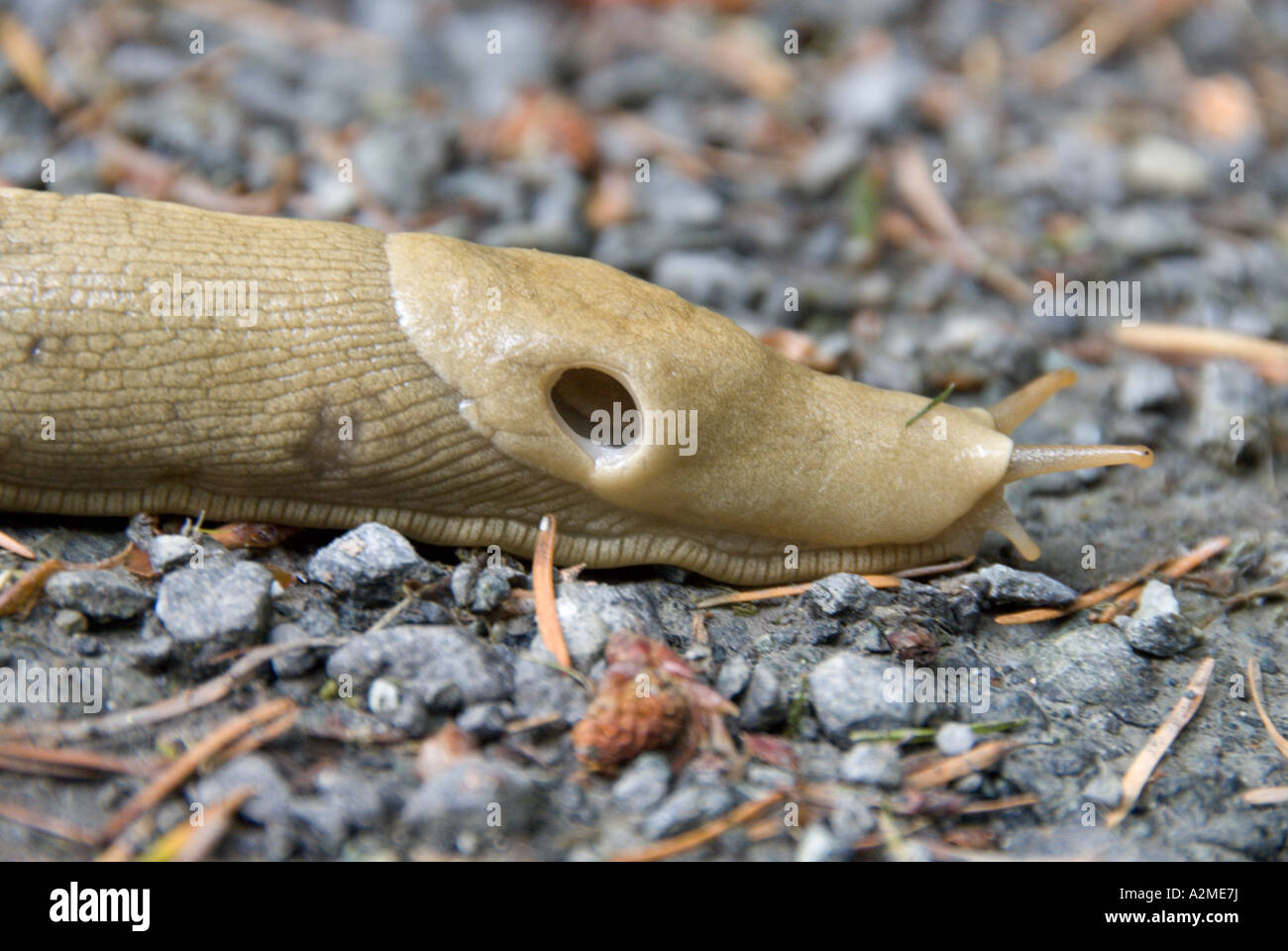 A banana slug Ariolimax shows its pneumostome Stock Photo - Alamy