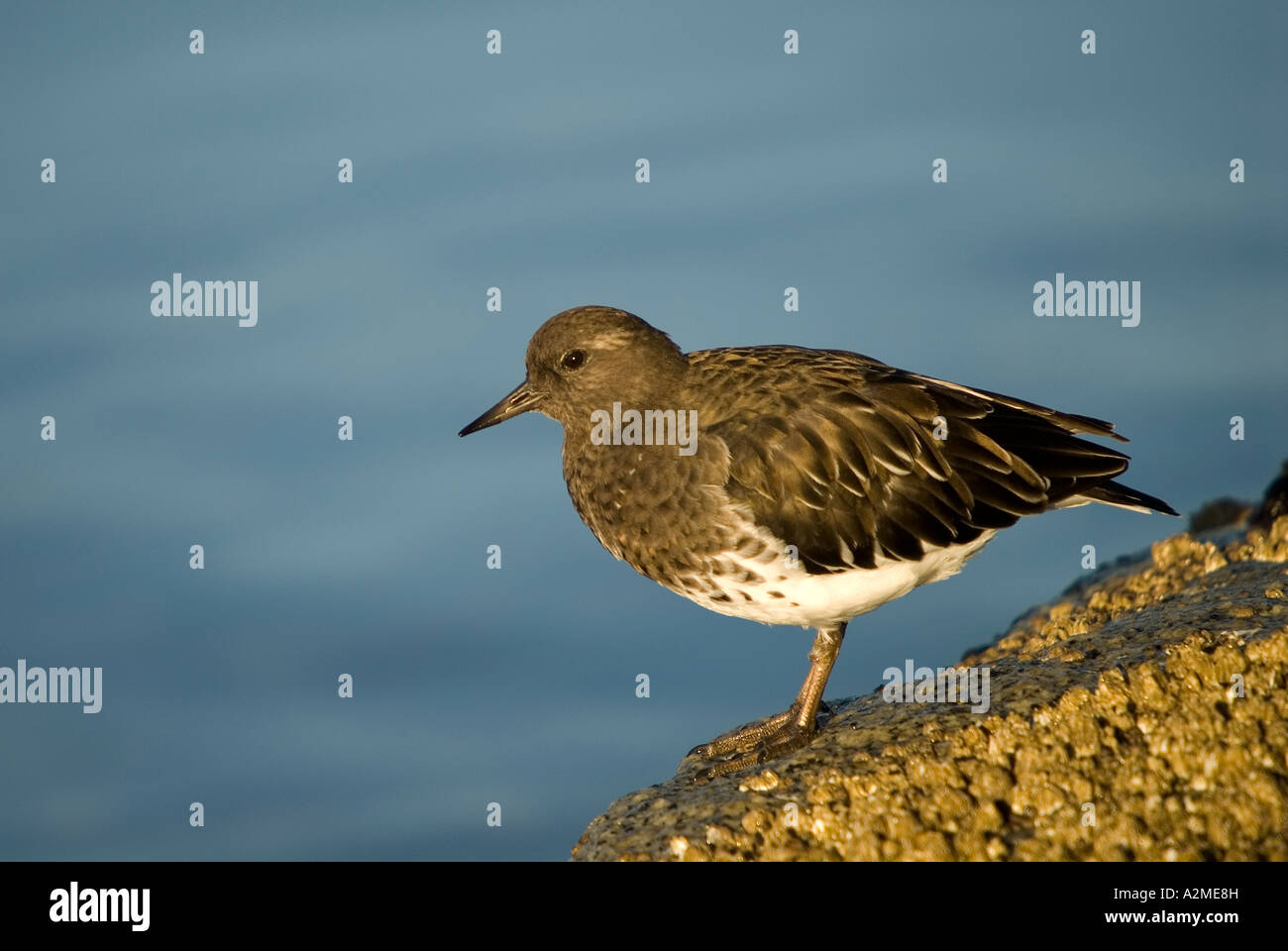 Rockpiper hi-res stock photography and images - Alamy