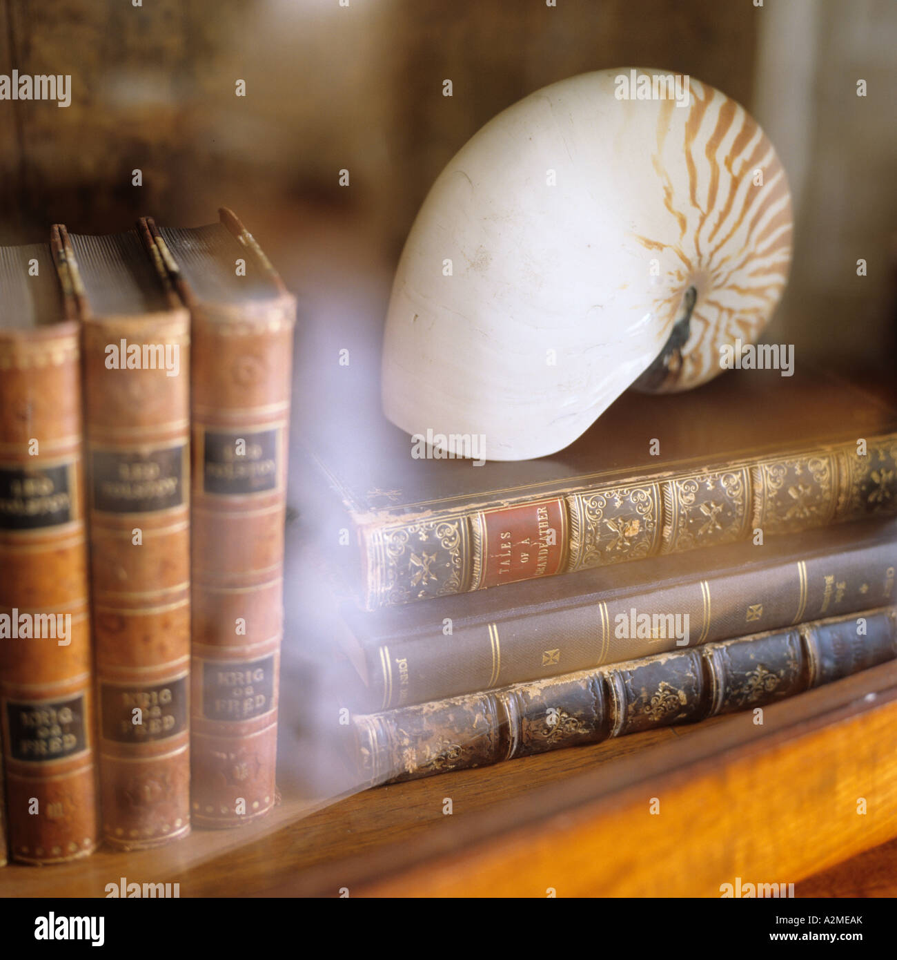 Shell Collection Display High Resolution Stock Photography and Images ...