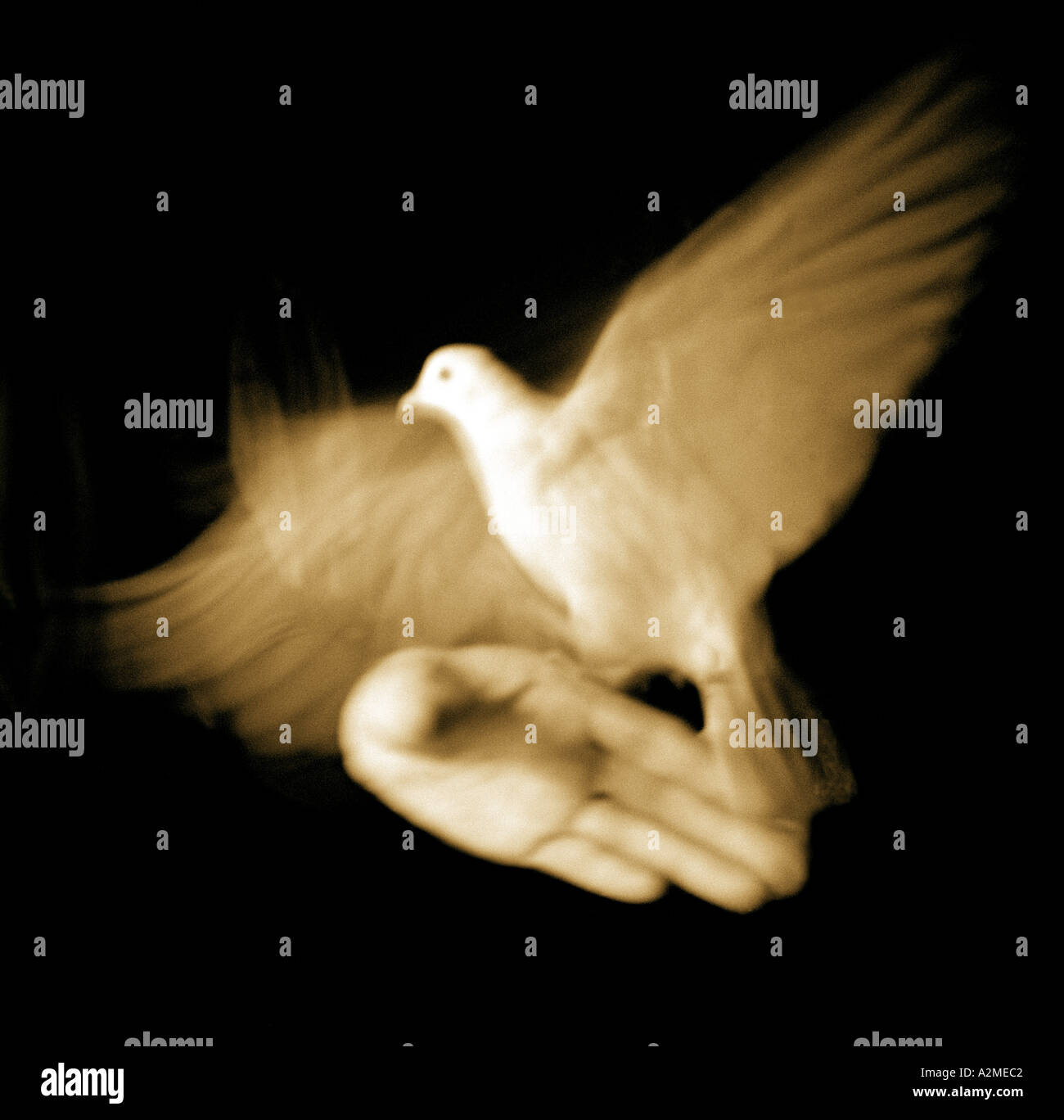 Magic dove hi-res stock photography and images - Alamy