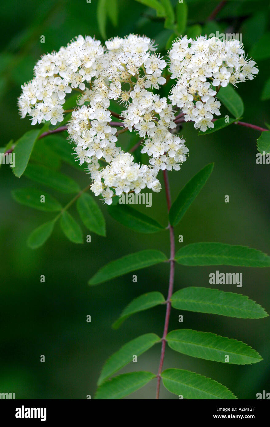 Rowanberry flowers sorbus aucuparia hi-res stock photography and images ...