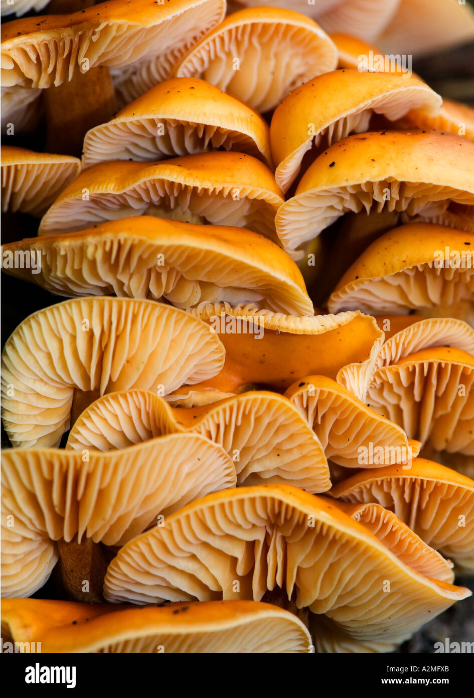 Nice group of Velvet shank fungus (Flammulina velutipes) growing on ...