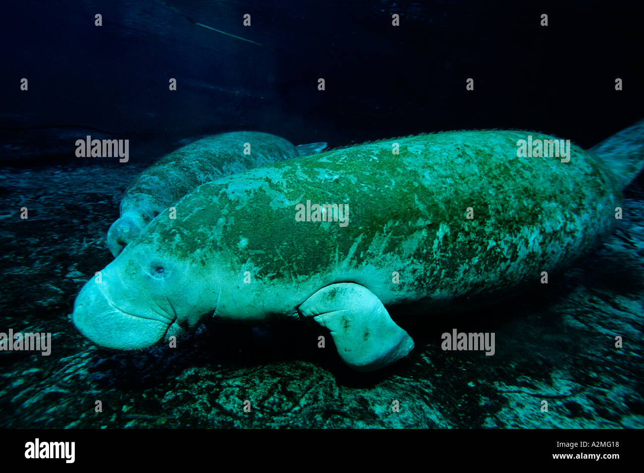 Florida Manatees Trichechus manatus latirostris Stock Photo - Alamy