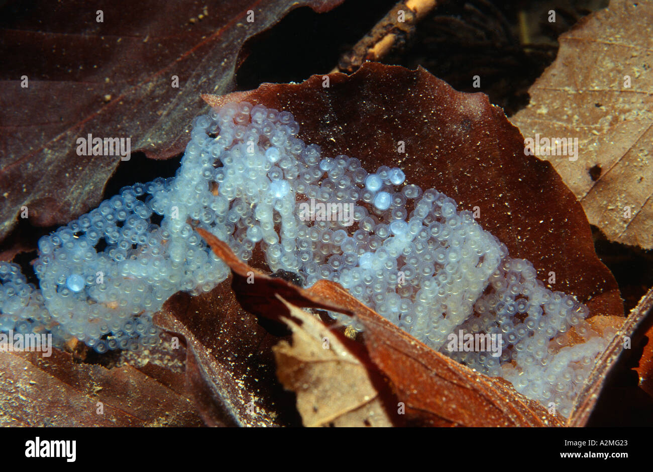 eggs of European Perch, Perca fluviatilis Stock Photo - Alamy