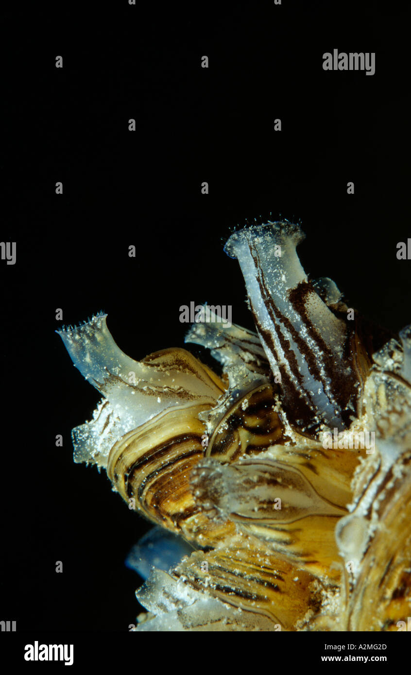 Zebra Mussel Diagram