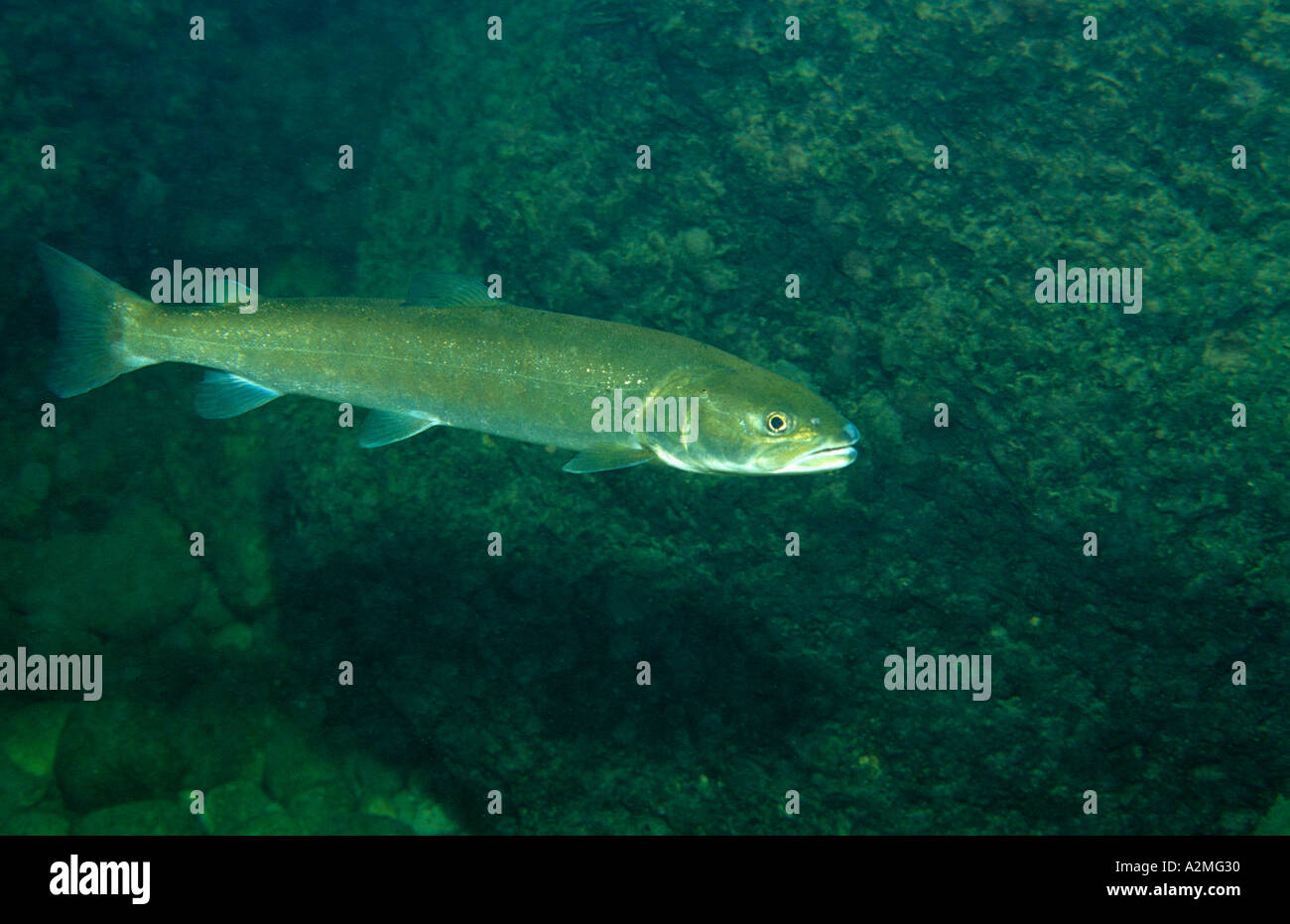 Danube salmon hi-res stock photography and images - Alamy