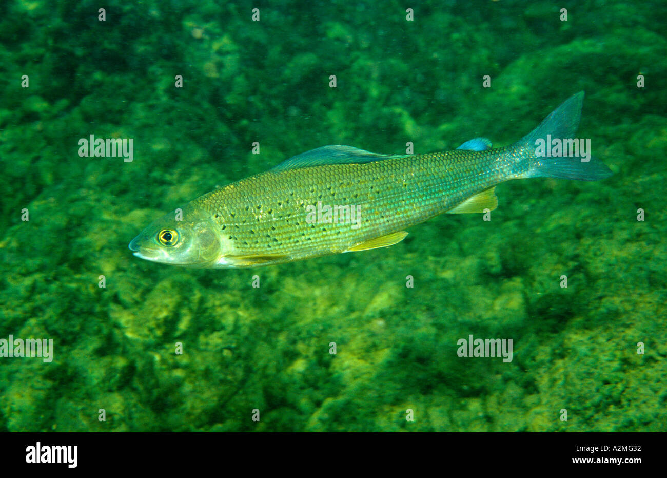 Thymallus thymallus grayling hi-res stock photography and images - Alamy