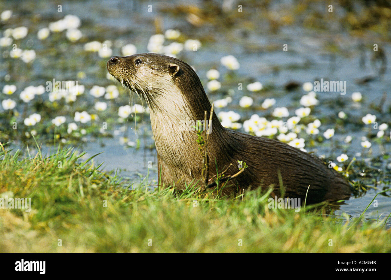 EURASIAN OTTER (Lutra lutra Stock Photo - Alamy