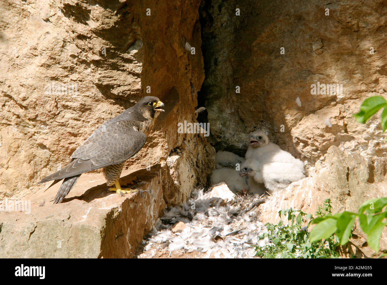 The falcon nest hi-res stock photography and images - Alamy
