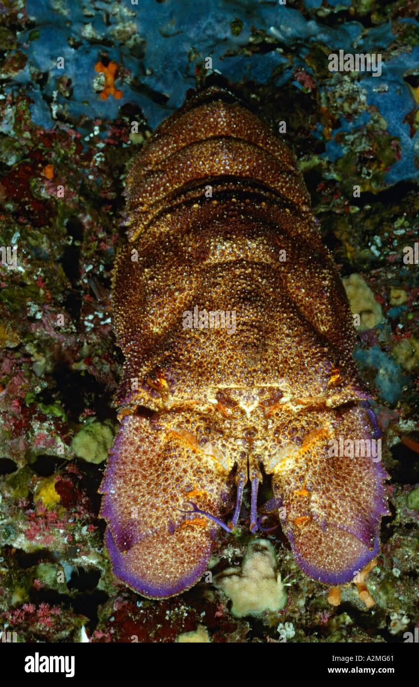 Greater locust lobster, Scyllarides latus, Mediterranean slipper ...