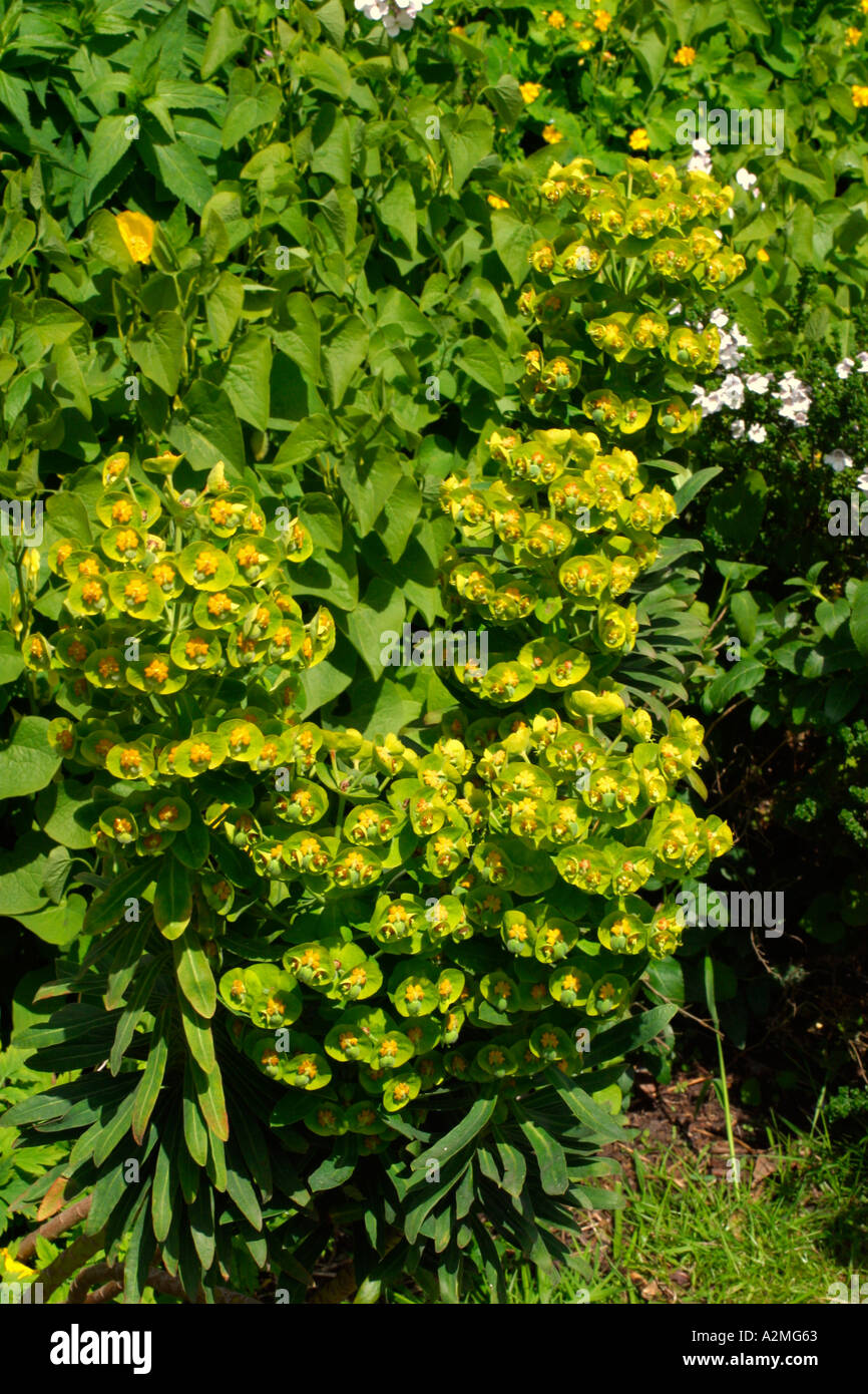 Euphorbs hi-res stock photography and images - Alamy