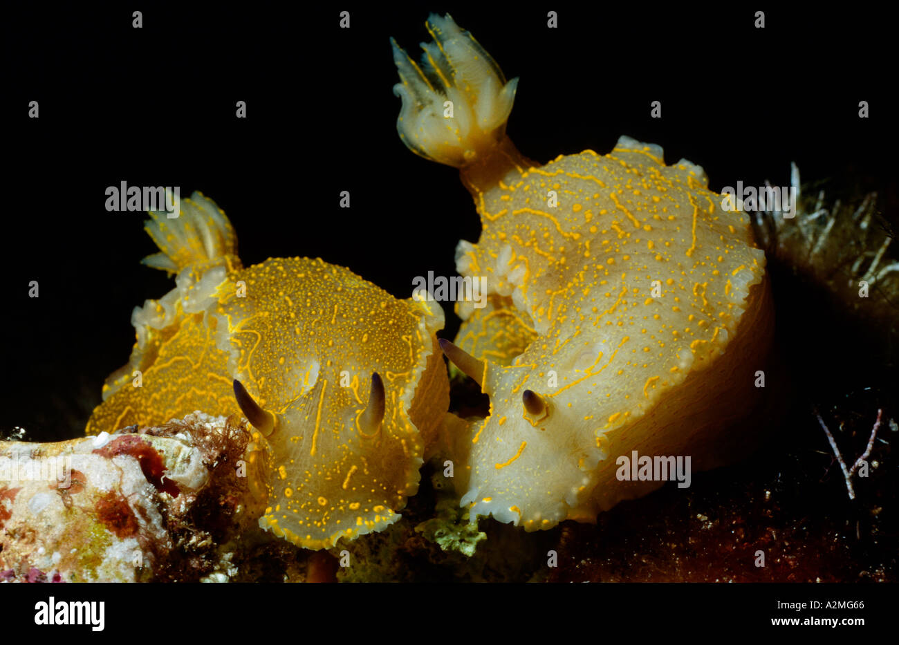 dorid slugs, Hypselodoris elegans Stock Photo - Alamy
