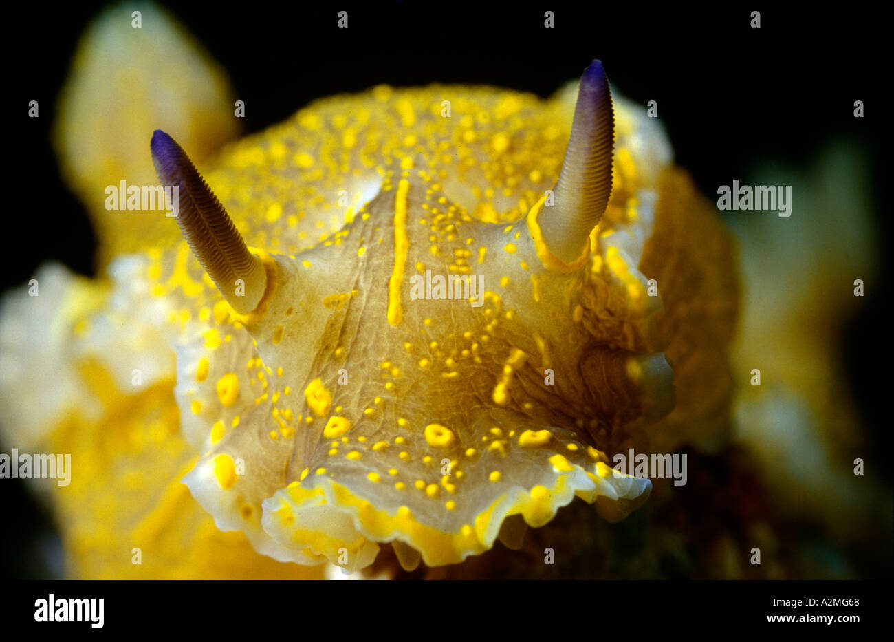 Sea slug nudibranch mediterranean hypselodoris hi-res stock photography ...