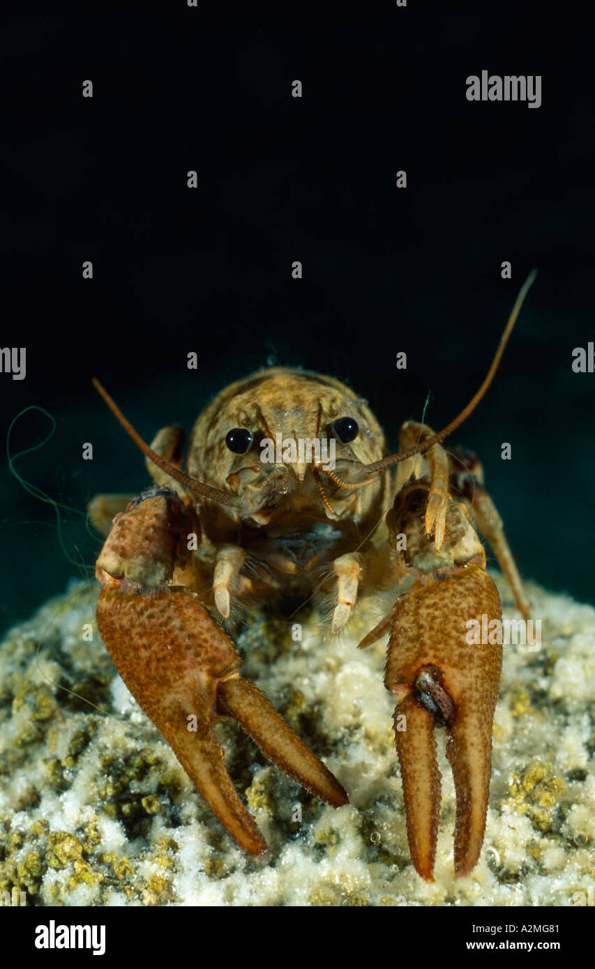 White clawed crayfish hi-res stock photography and images - Alamy