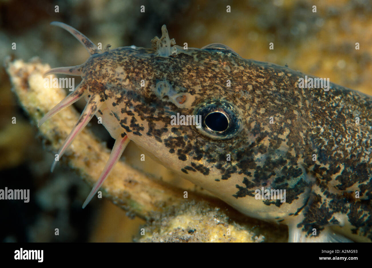 Stone loach barbatula barbatula noemacheilus hi-res stock photography ...