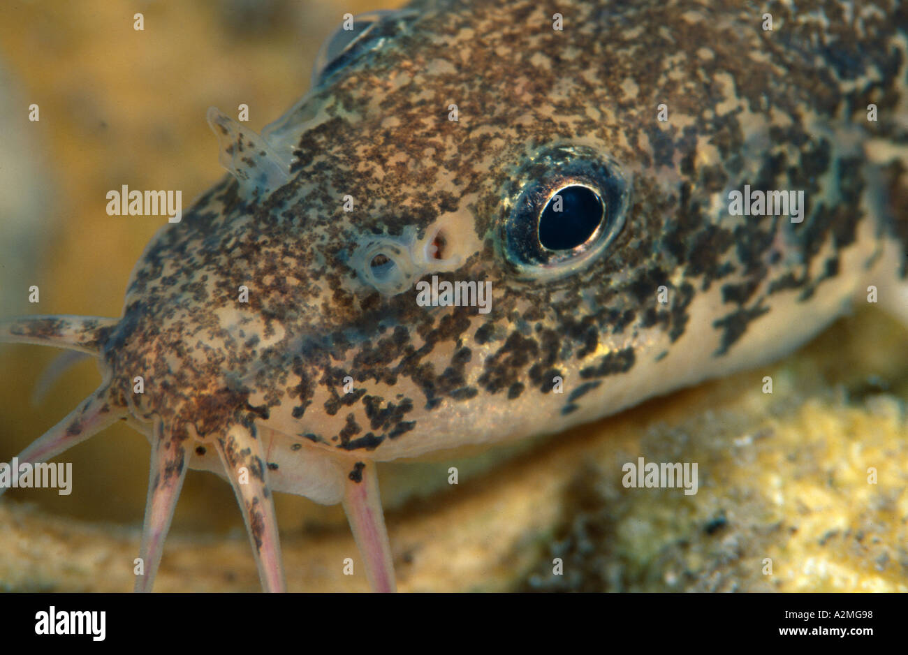 Stone loach barbatula barbatula noemacheilus hi-res stock photography ...