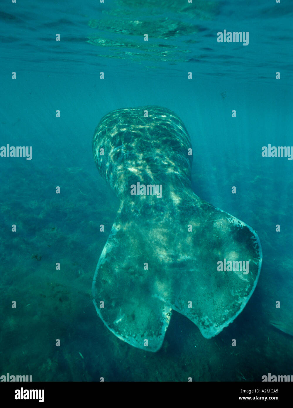 Manatee boat propeller hi-res stock photography and images - Alamy