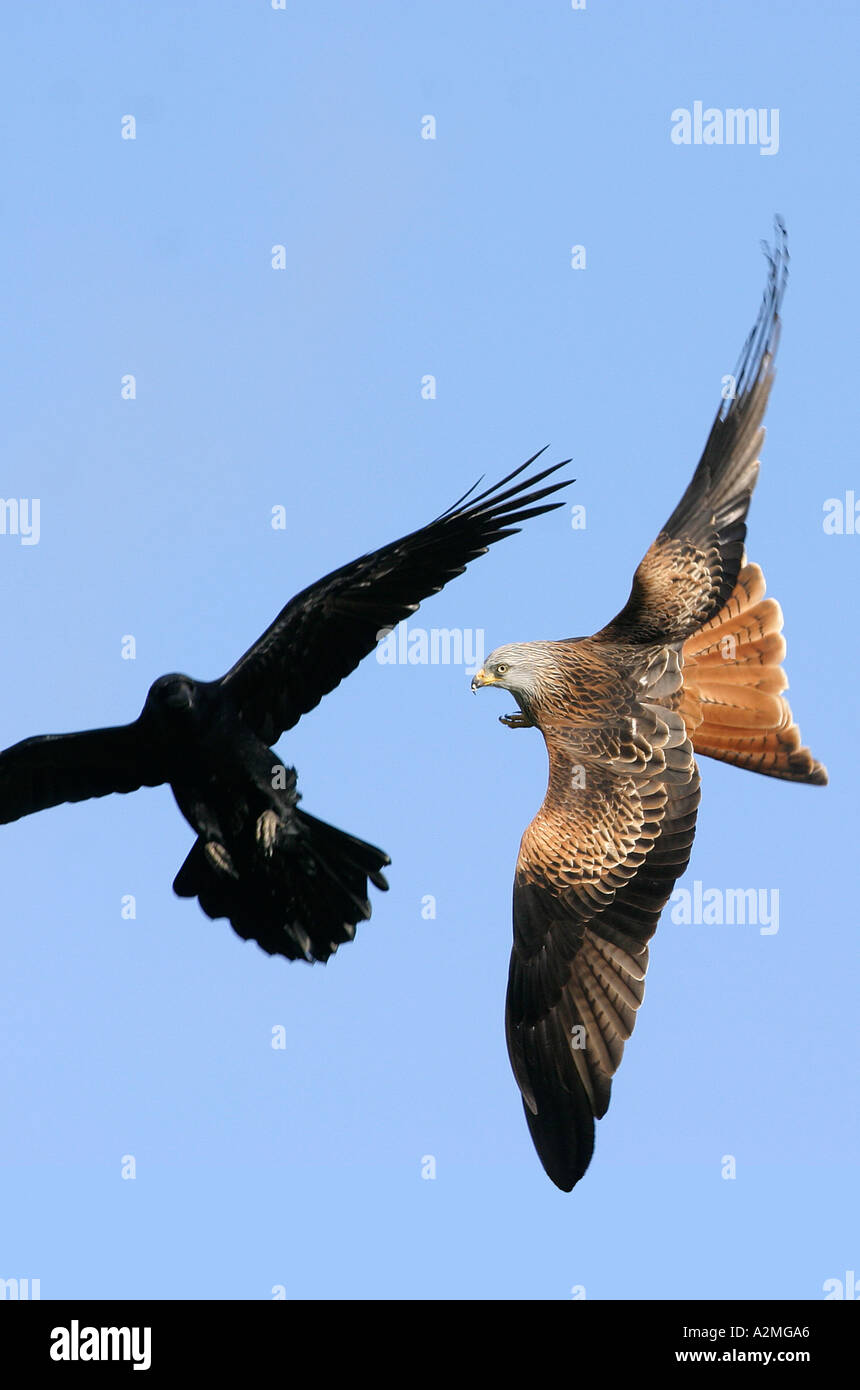 Red Kite attacking Raven Stock Photo - Alamy