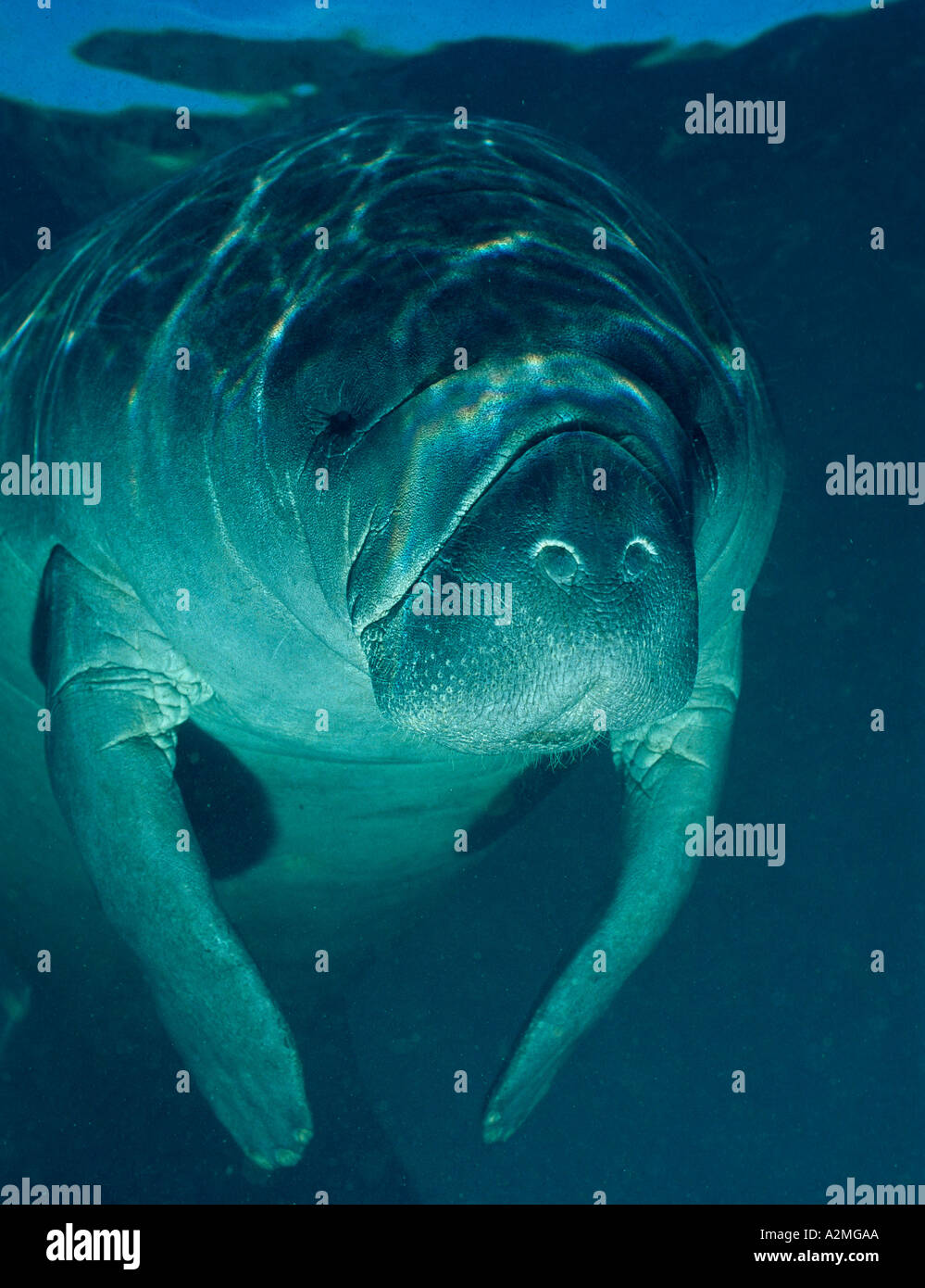 Trichechidae trichechus hi-res stock photography and images - Alamy