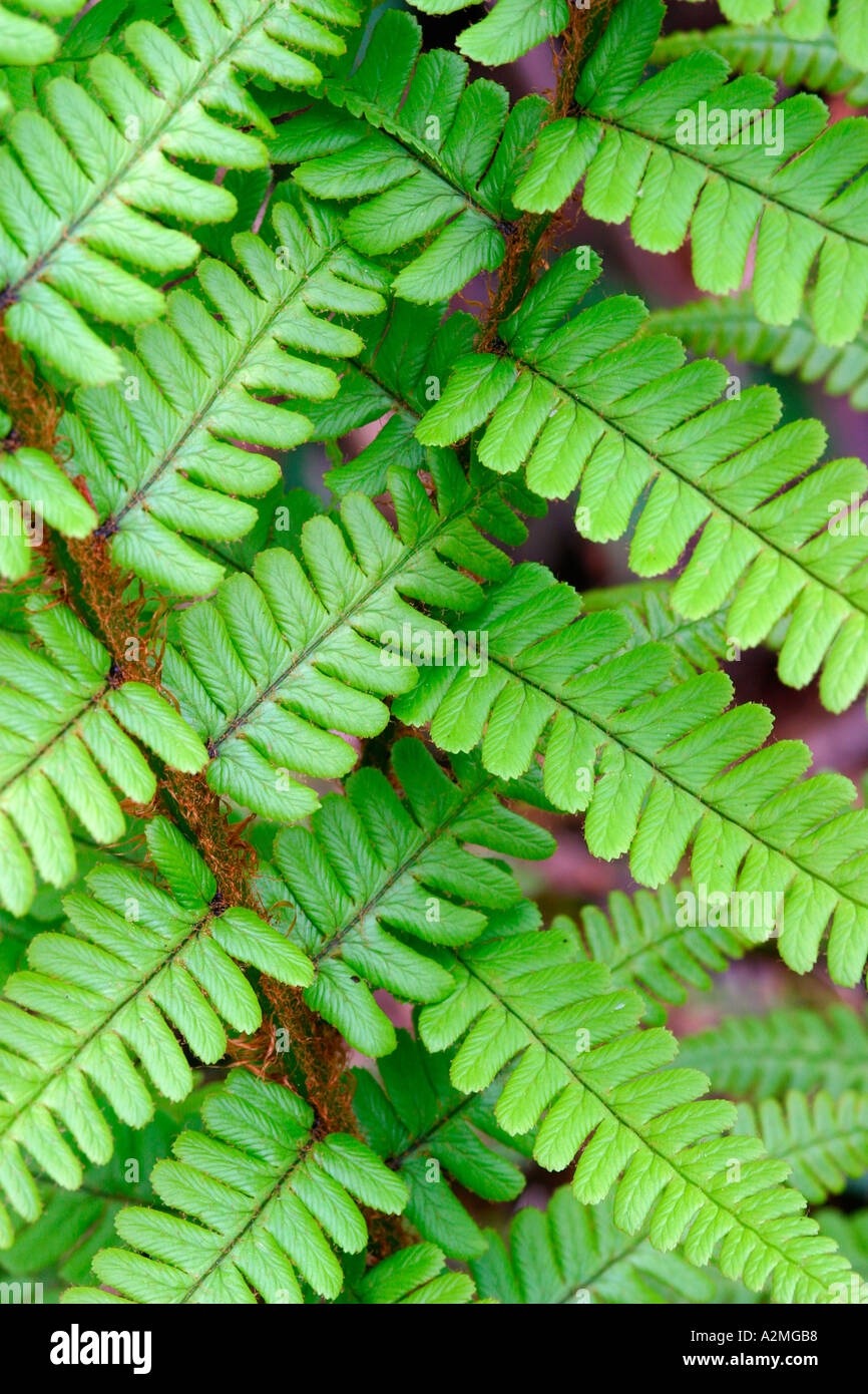FERN SCALY MALE Dryopteris affinis Stock Photo - Alamy