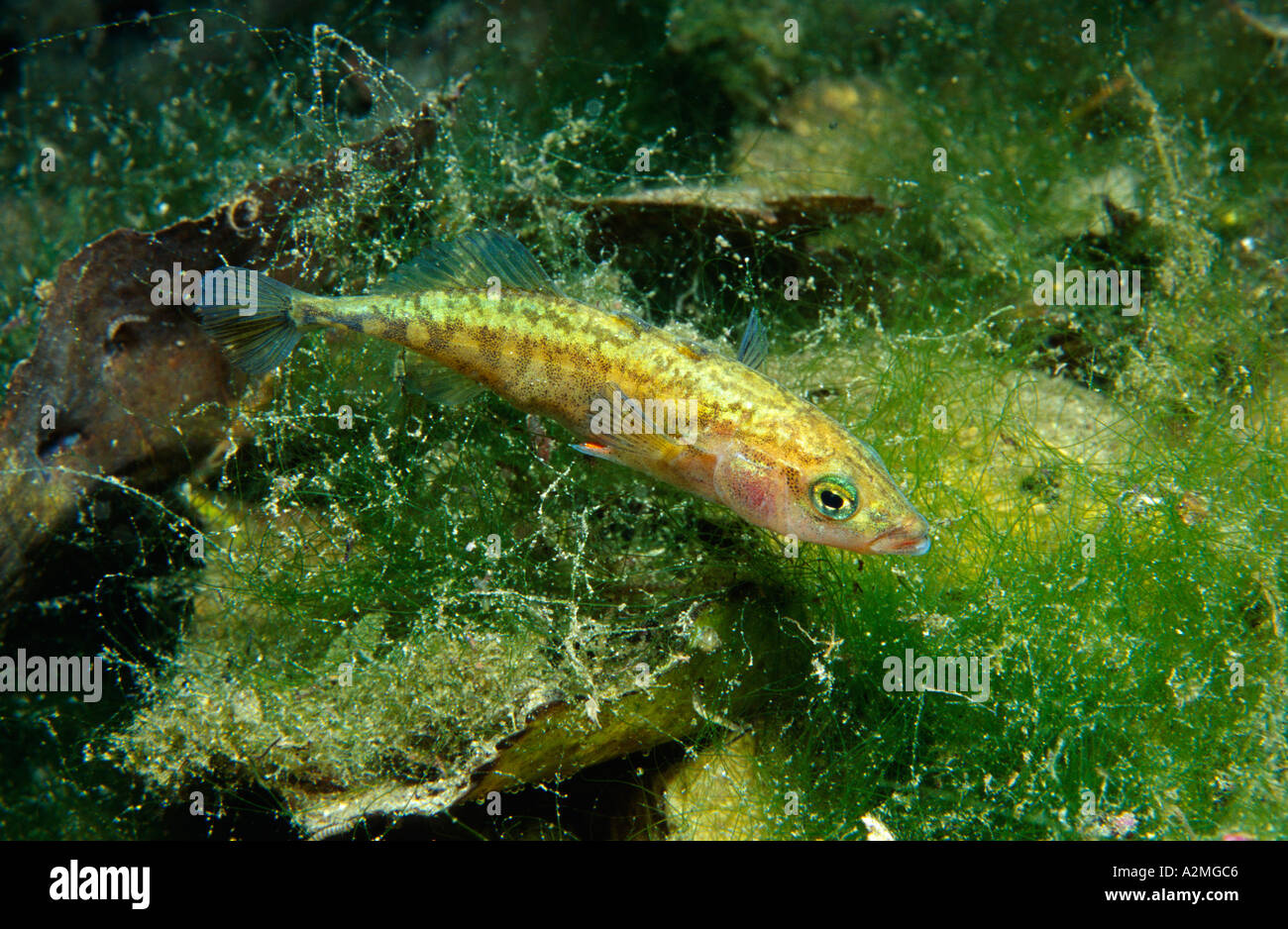 Three Spined Stickleback Stock Photos & Three Spined Stickleback Stock ...