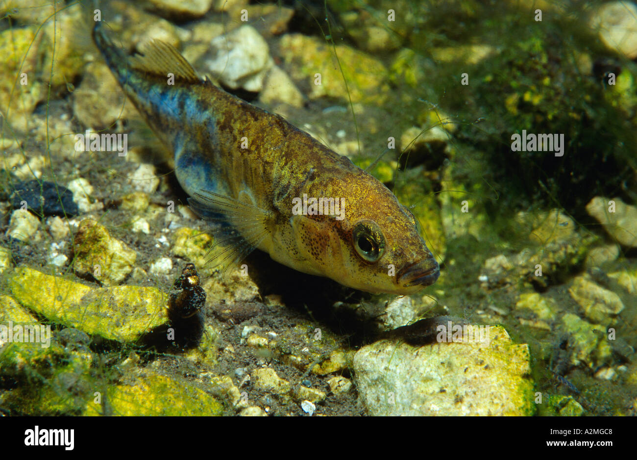 Gasterosteus hi-res stock photography and images - Alamy
