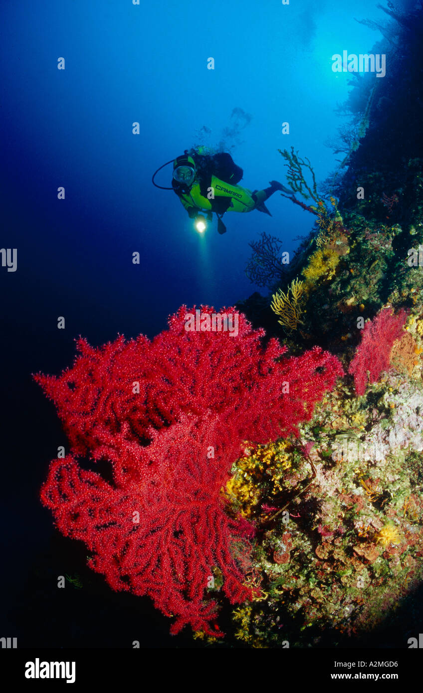 scuba diver with colorful wall and red-gorgonians, Paramuricea clavata ...
