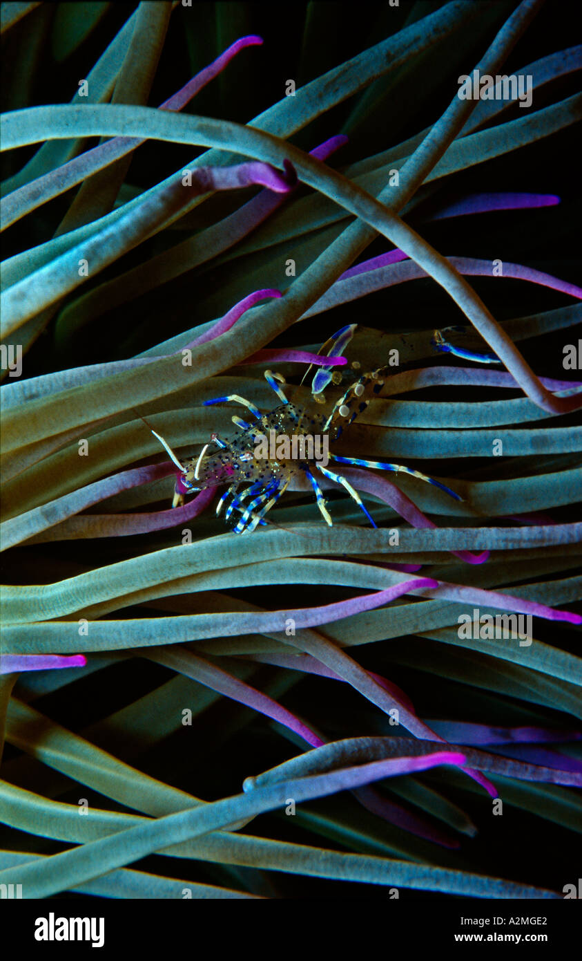 Mediterranean snakelocks sea anemone hi-res stock photography and ...