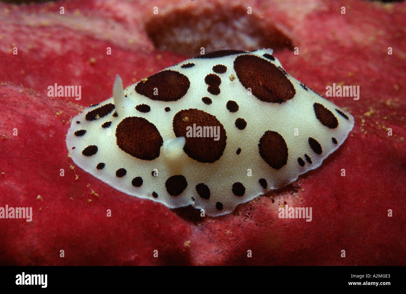 feeding sea slug on sponge, Peltodoris atromaculata Stock Photo - Alamy