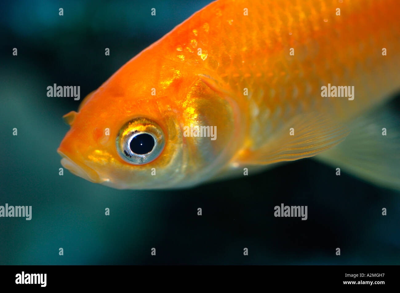 Feed goldfish hi-res stock photography and images - Alamy