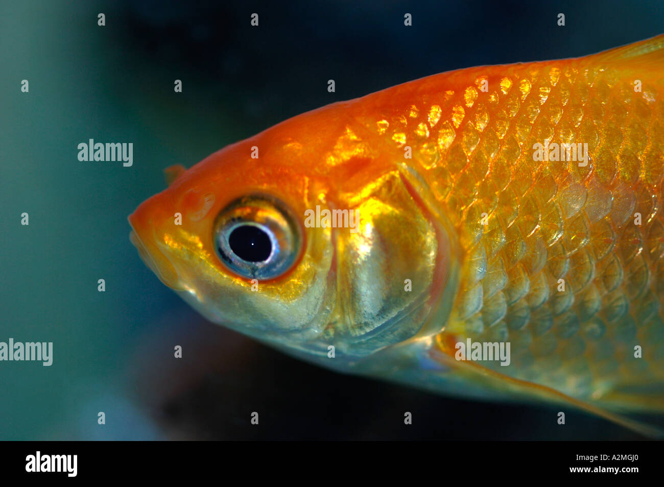 Catching goldfish hi-res stock photography and images - Alamy