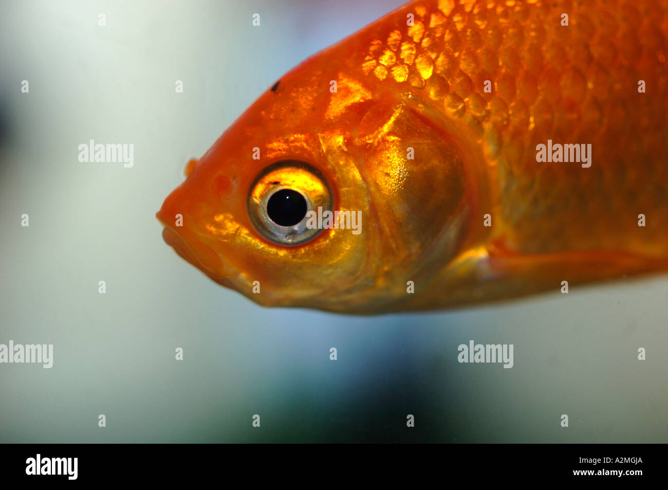 Feed goldfish hi-res stock photography and images - Alamy