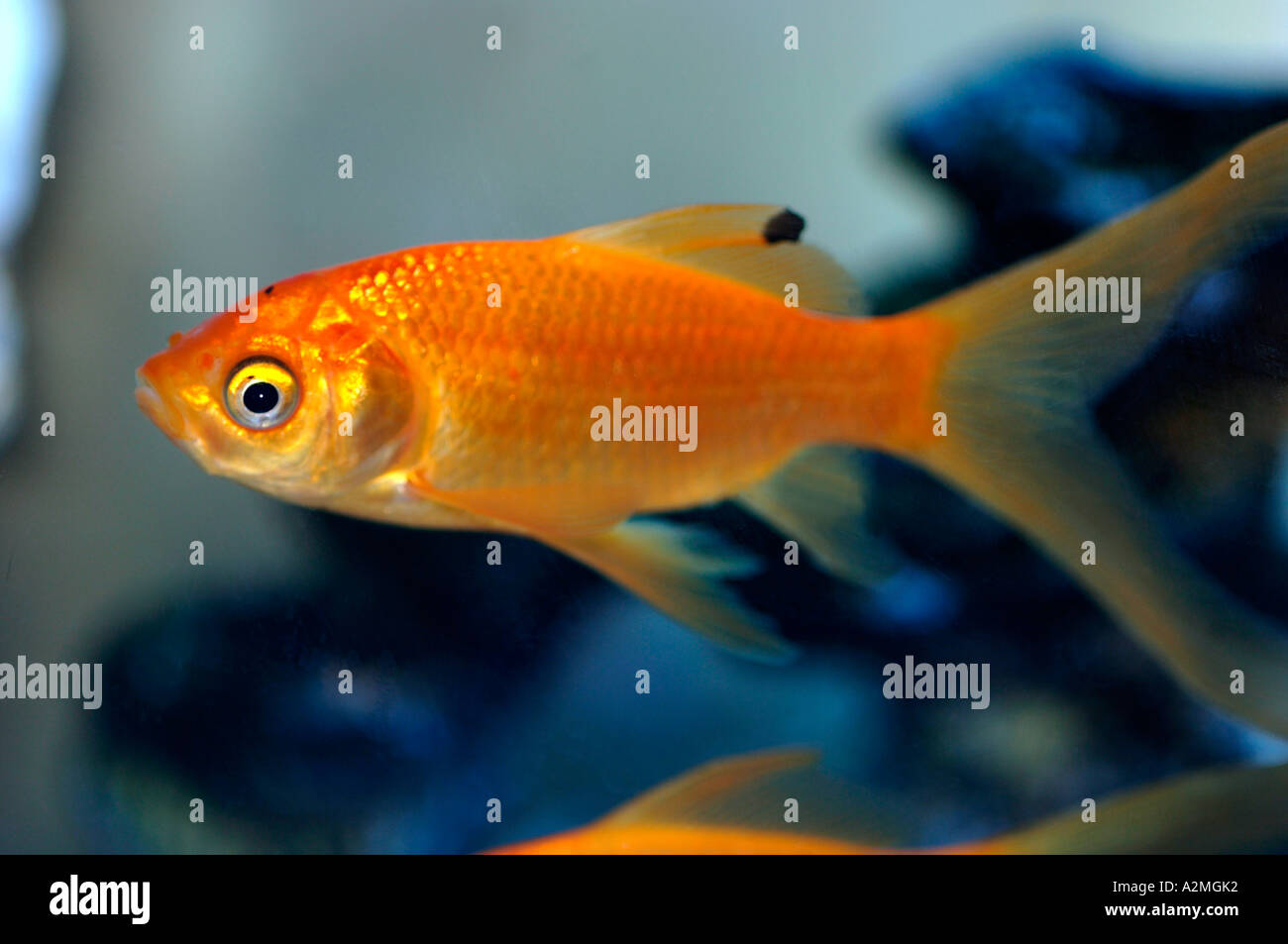 Feed goldfish hi-res stock photography and images - Alamy