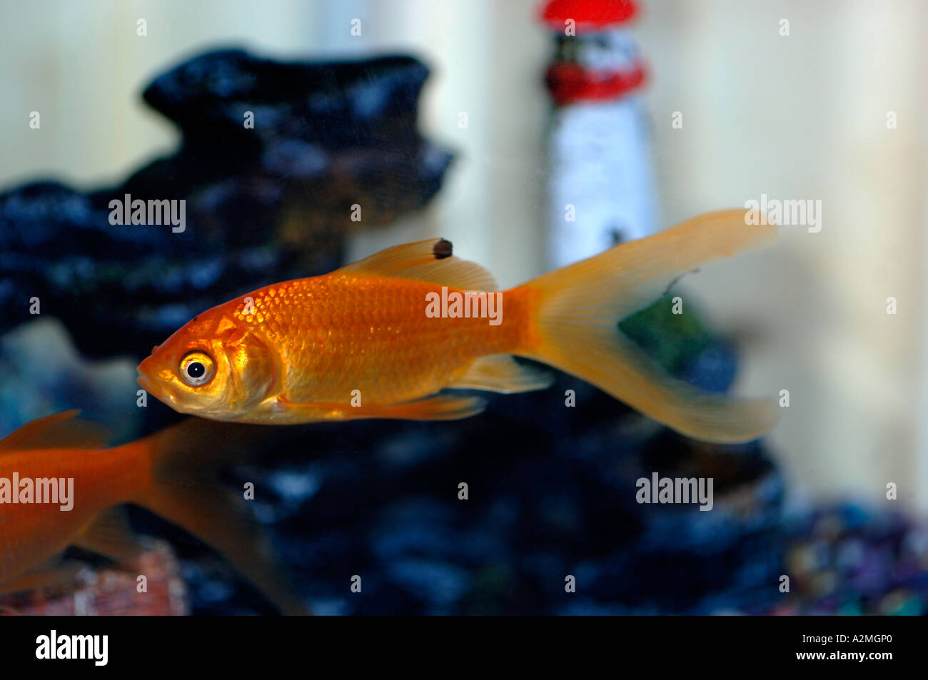 Feed goldfish hi-res stock photography and images - Alamy