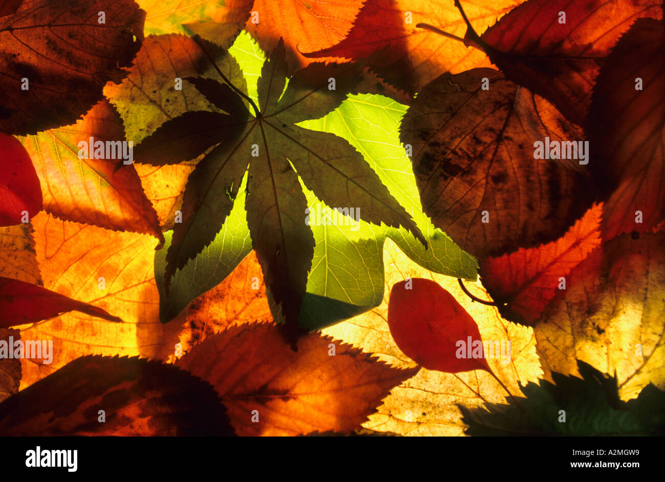Distinctive leaf structure hi-res stock photography and images - Alamy