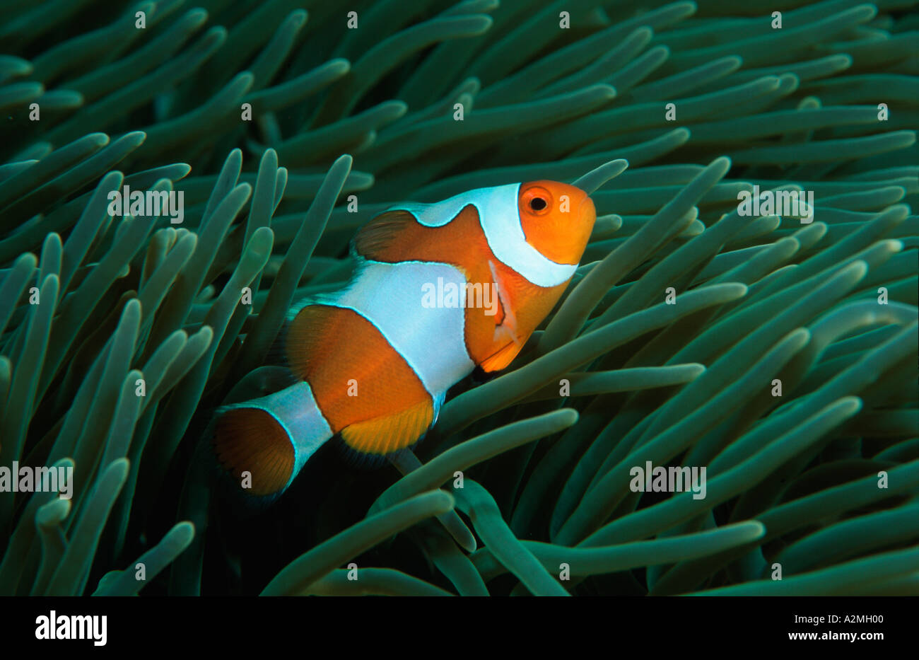 Western clown anemonefish, Amphiprion ocellaris, Bali Indonesia Stock ...