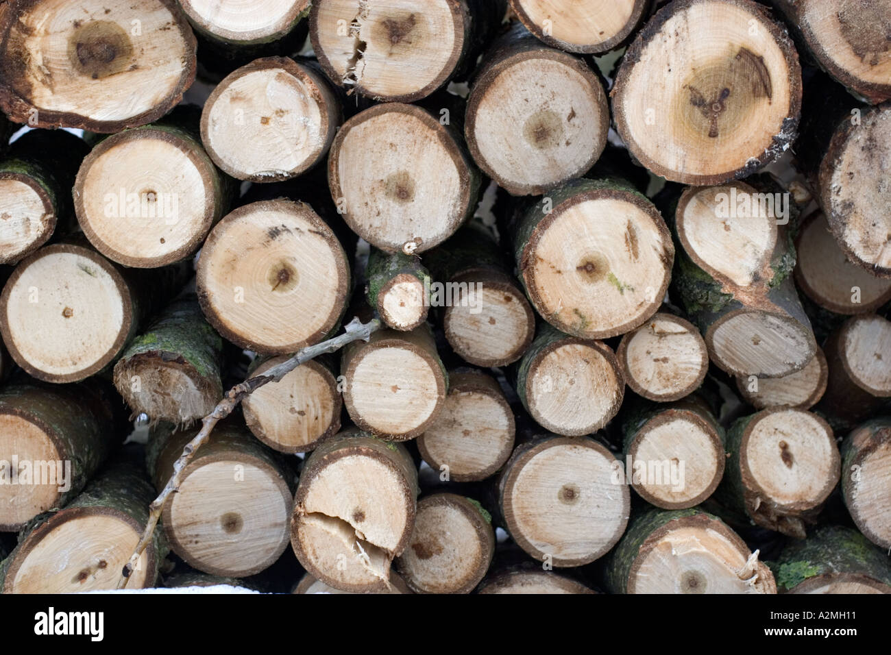 Cut down trees in a park outside Copenhagen Denmark Stock Photo - Alamy