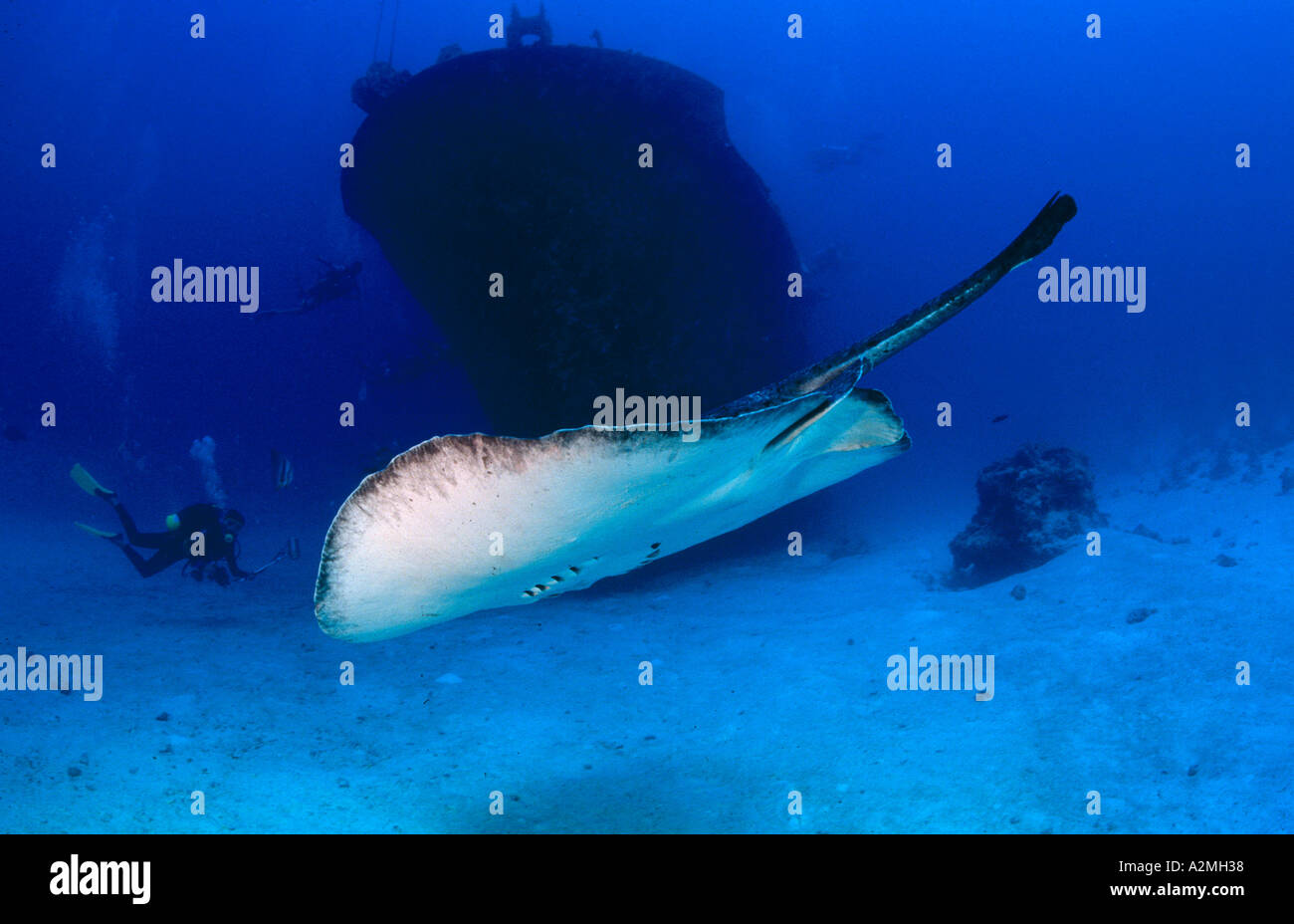 Stingray with ship wreck and scuba divers Stock Photo - Alamy