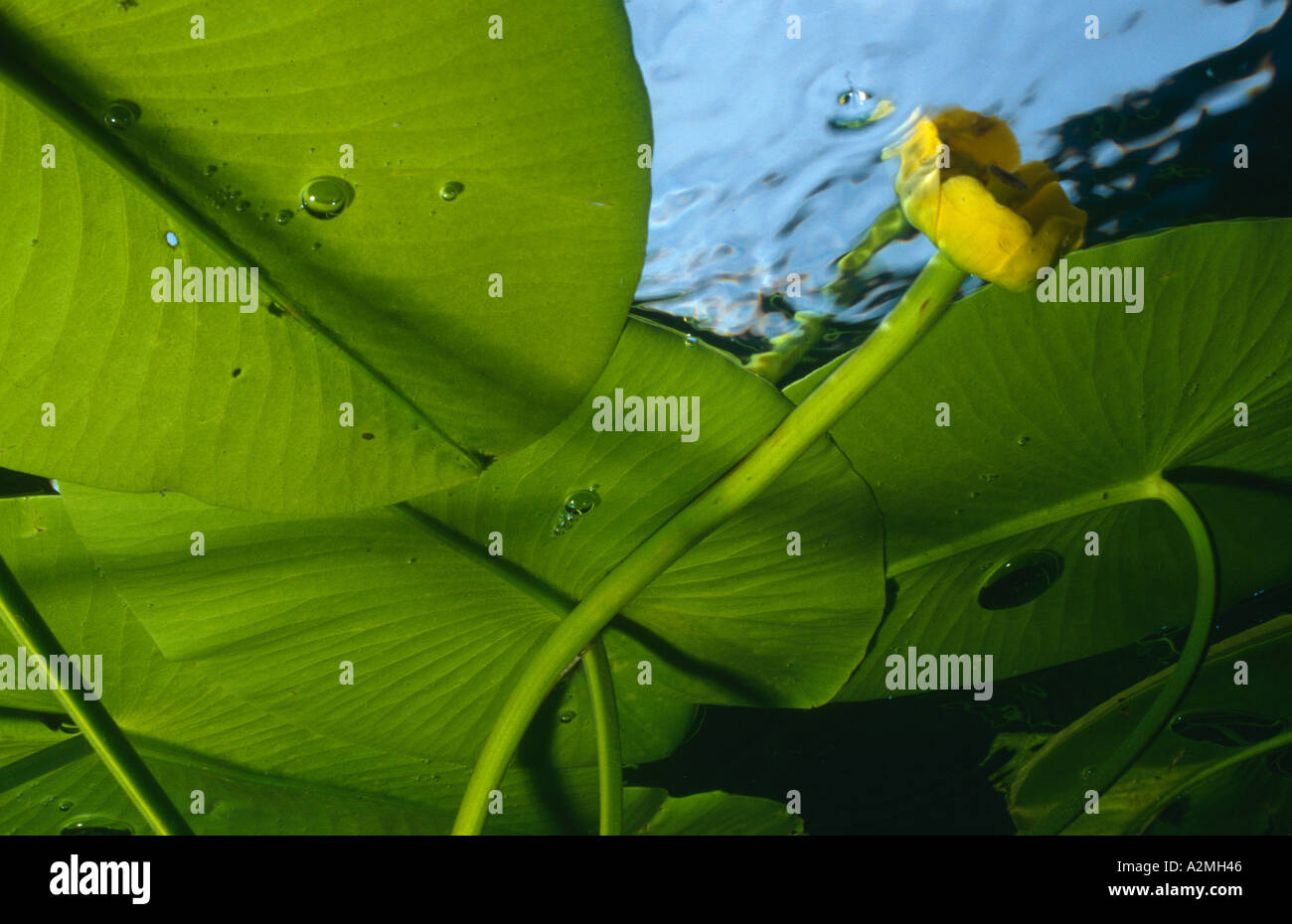 yellow pond lily Nuphar lutea under water Stock Photo - Alamy