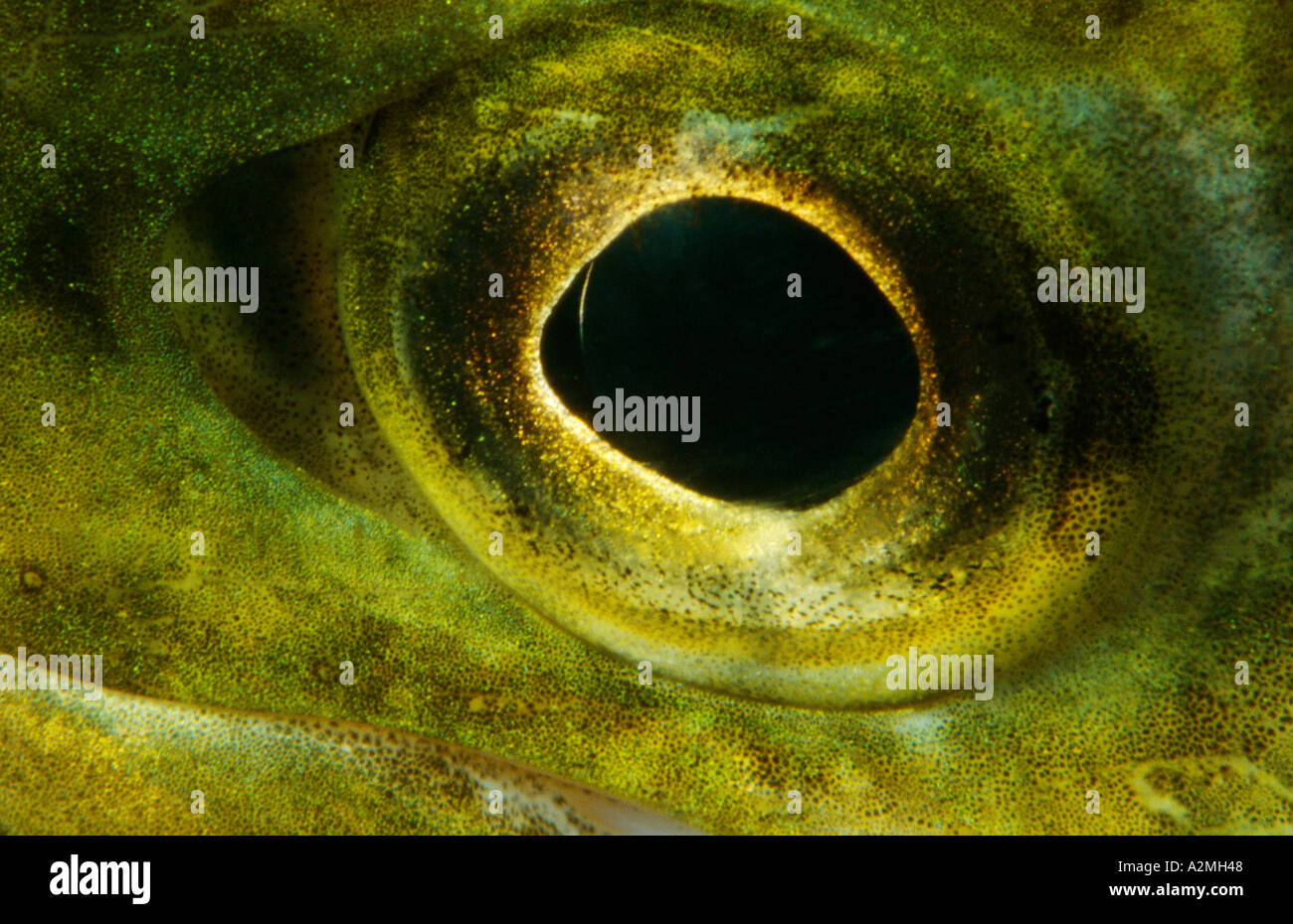 eye of Brown trout Salmo trutta fario Stock Photo - Alamy