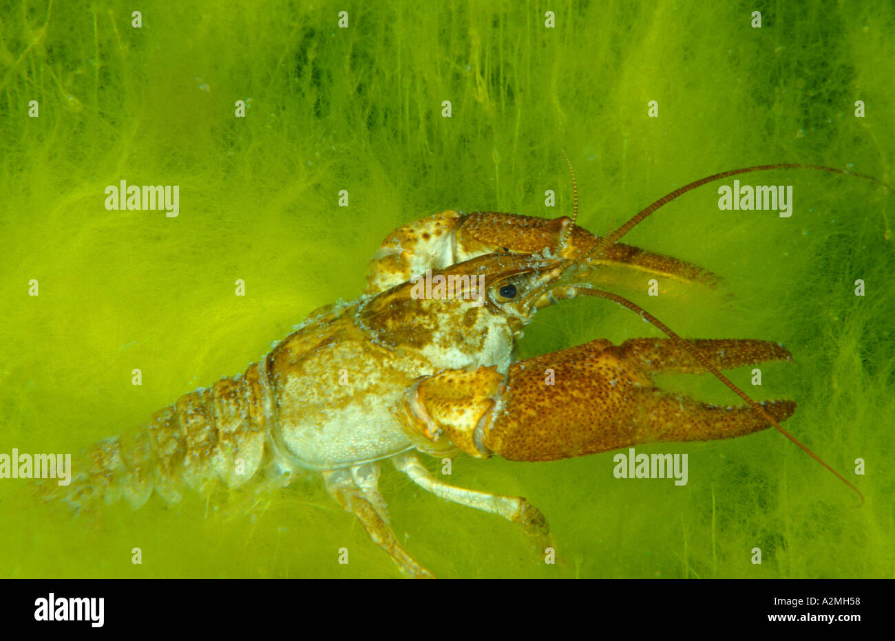 White clawed crayfish Austropotamobius pallipes Stock Photo - Alamy